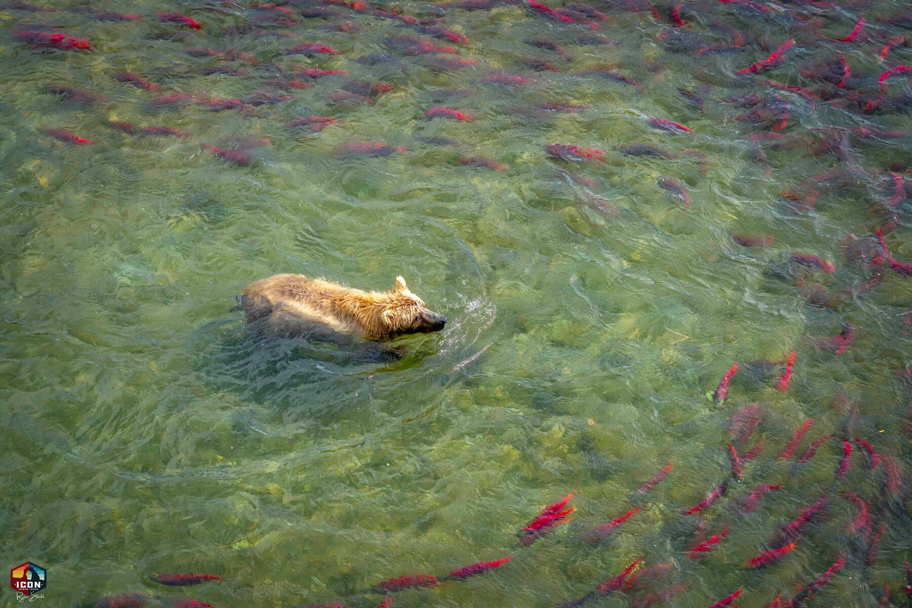 ICONS OF ALASKA— Katmai | Private Fishing Bear