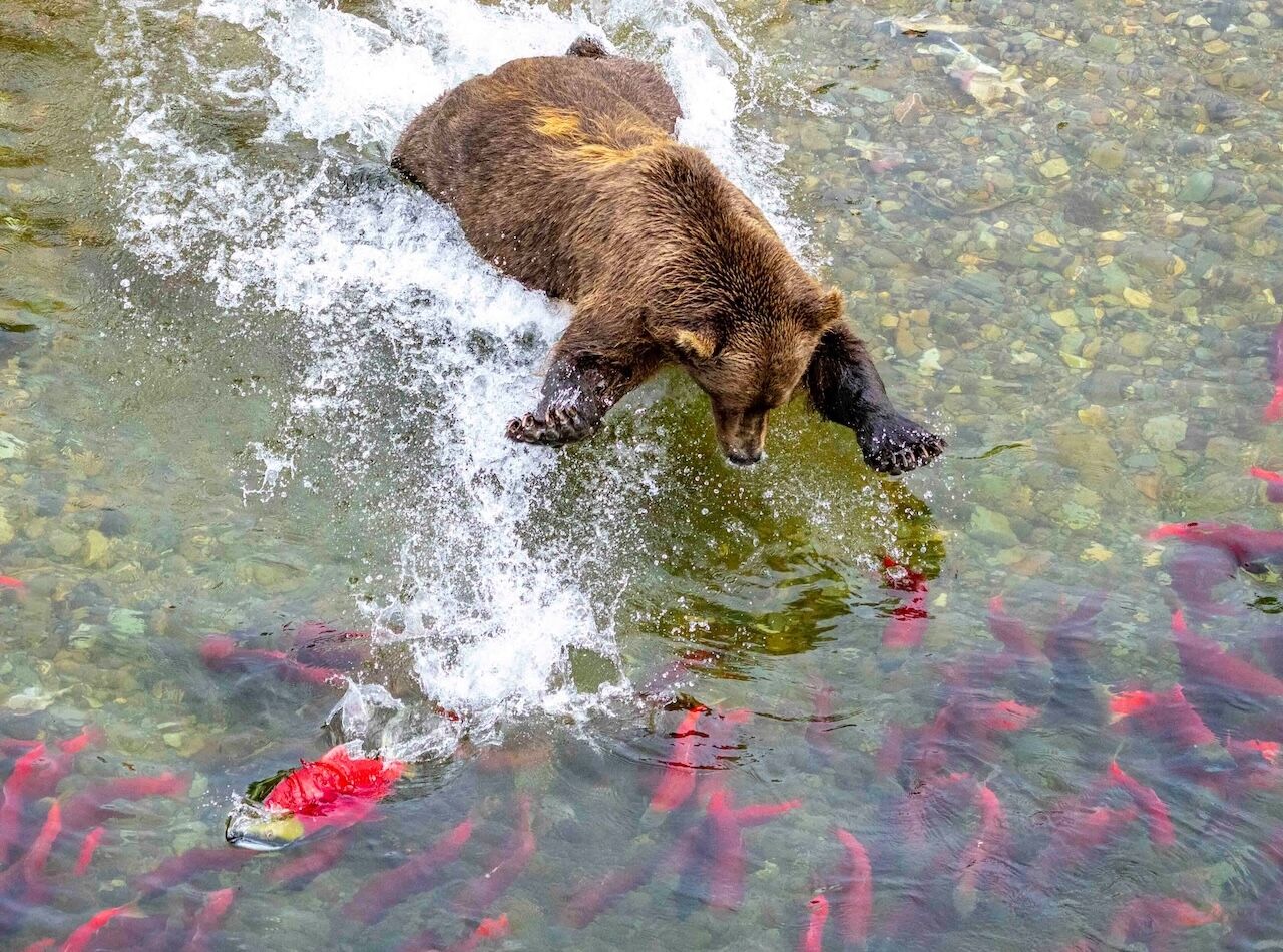 ICONS OF ALASKA— Katmai | Private Fishing Bear